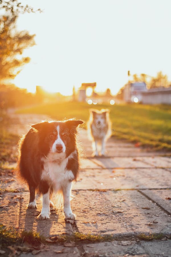 Two Border Collies at Sunset. Yellow Backlight Stock Photo - Image of ...