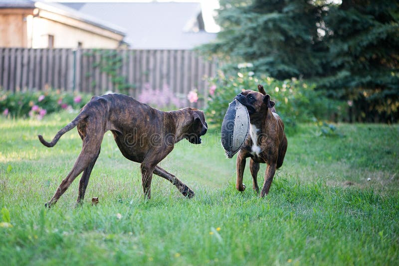 Two Boxer Breed Dogs Playing with an Old Ball in the Yard Stock Image ...