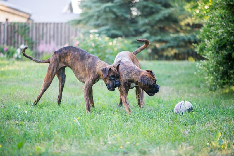 Two Boxer-breed Dogs Playing with an Old Ball in the Yard Stock Image ...