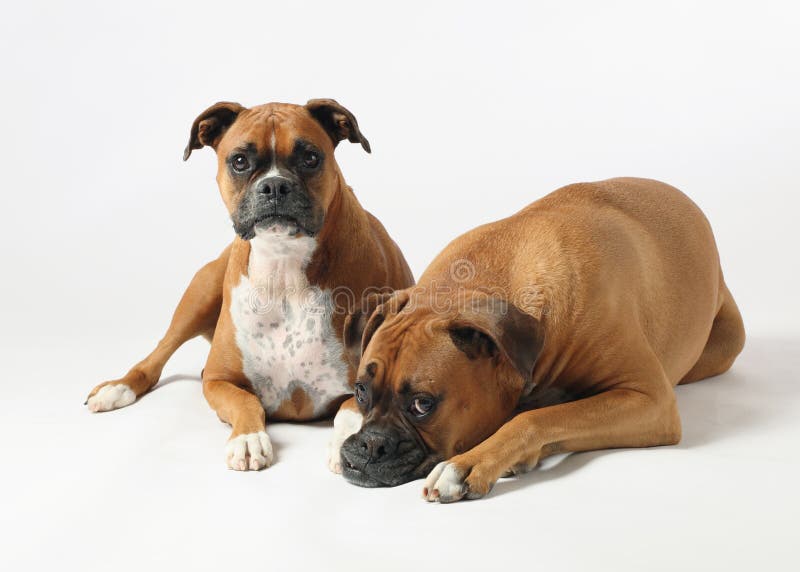 3,088 Boxer Dogs Stock Photos - Free & Royalty-Free Stock Photos from ...