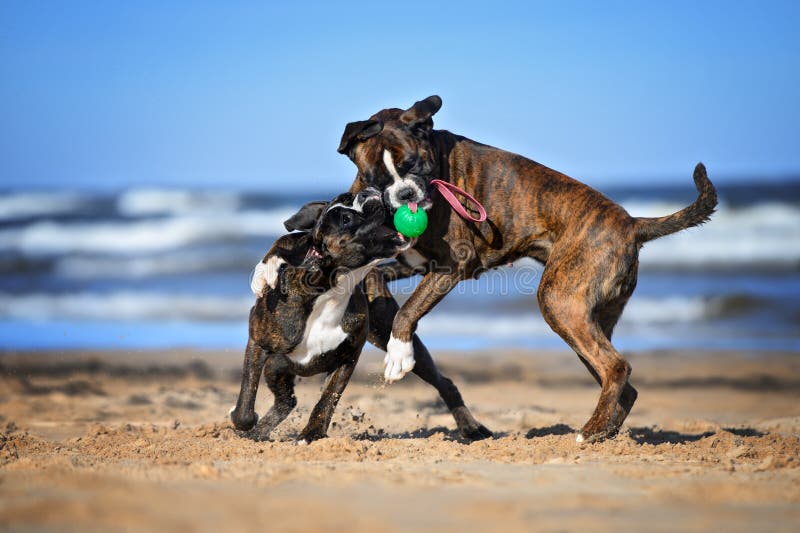 Two Boxer Dogs Playing with a Ball on the Beach Stock Image - Image of ...