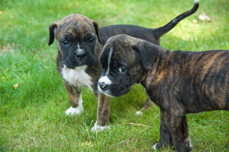 Two Small Boxer Puppies and Grass Stock Photo - Image of brown, green ...