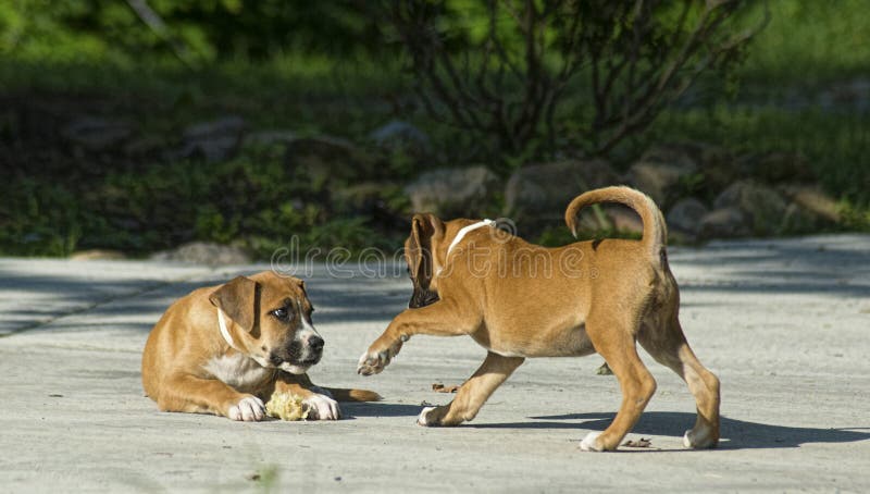 Dog Boxer Play on the Beach Stock Image - Image of action, breed: 144922197