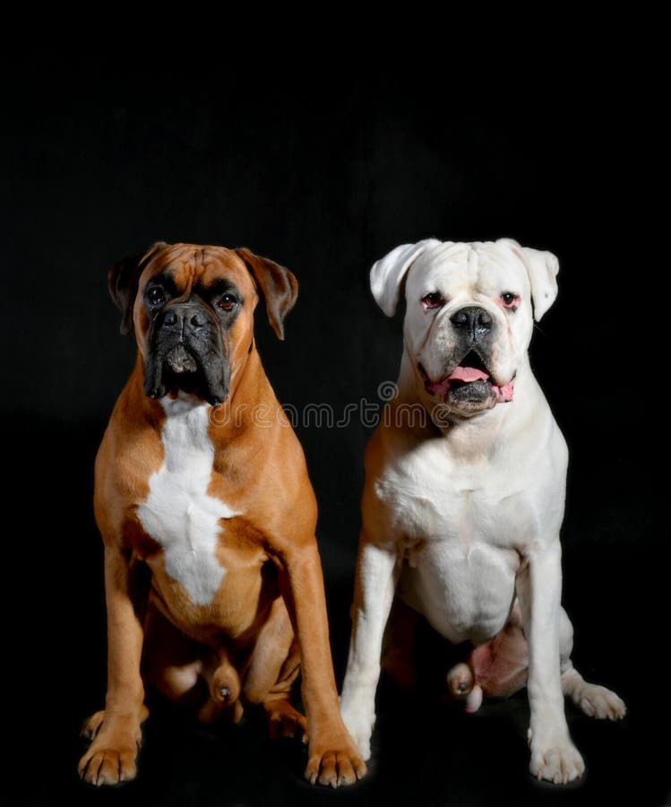 Boxers Twins with Muscular Body and Woman. Sport People or Team Work ...