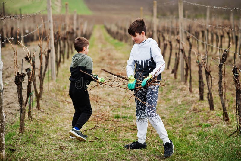 Two Boys Brothers Working on Vineyard Stock Photo - Image of promotion ...