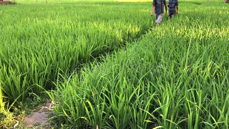 Two Boys Running through the Green Paddy Fields Stock Video - Video of ...