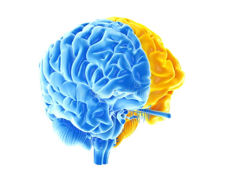 The two brain hemispheres stock illustration. Illustration of system ...