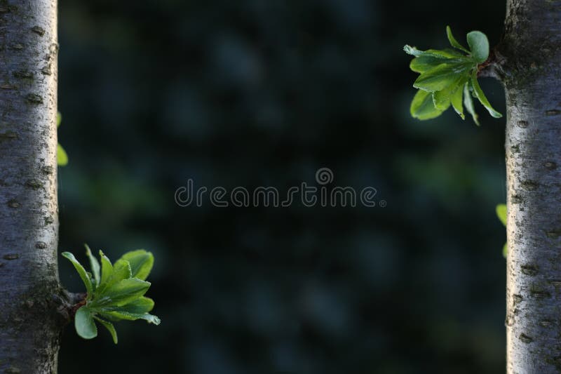 Two Branches Picture. Image: 4986059