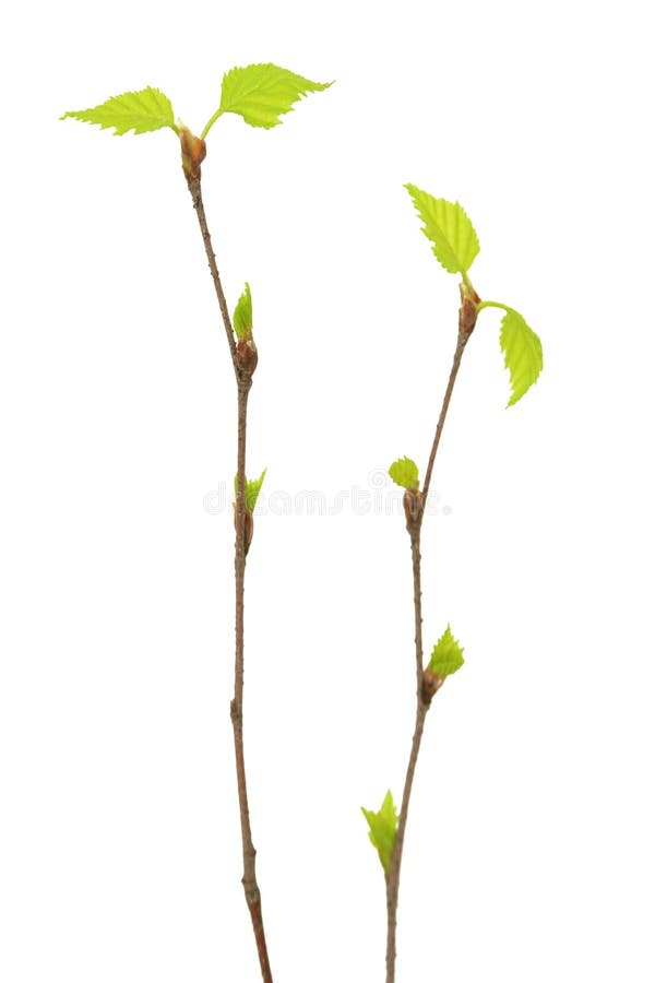 Dry branch stock photo. Image of tinder, isolated, objects - 12368970