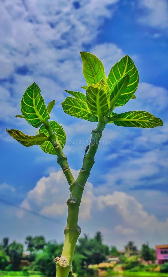 Two Branches and the Blue Sky Stock Image - Image of single, focus ...