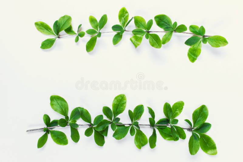 Two Branches of Forest Plants on White Background. Stock Image - Image ...