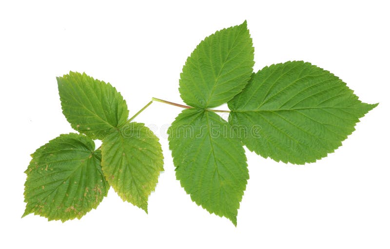 Two Branches with Green Raspberry Leaves Isolate White Background ...