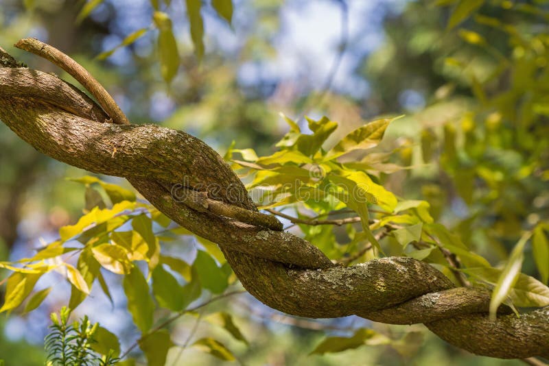 Two Intertwined Trees Stock Photos - Free & Royalty-Free Stock Photos ...