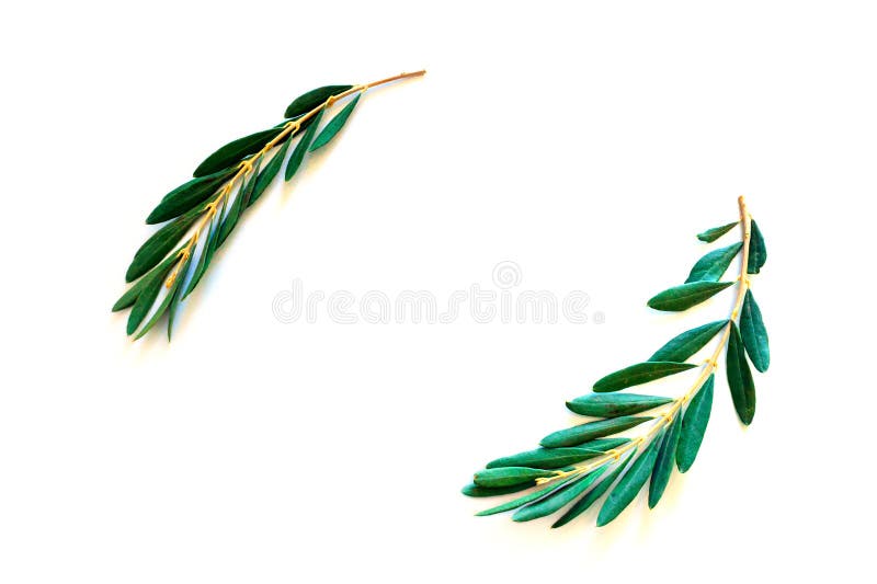 Two Branches of an Olive Tree Create an Oval Frame. Stock Photo - Image ...