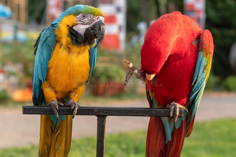 Two Bright Beautiful Large Parrots Sit on the Crossbar on the Street ...