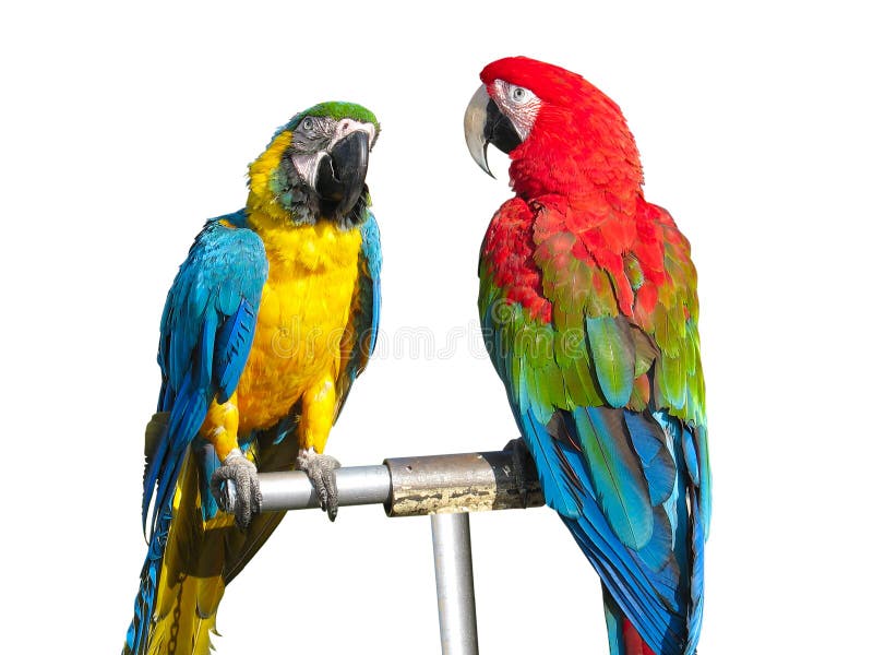 Two Bright Colored Macaws Parrots Isolated Stock Image - Image of life ...