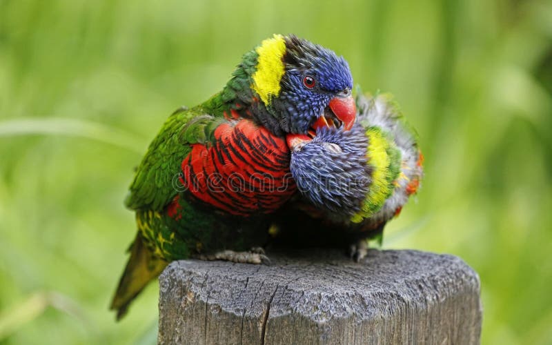 Two Bright and Colorful Parrots are Kissing. Stock Photo - Image of ...