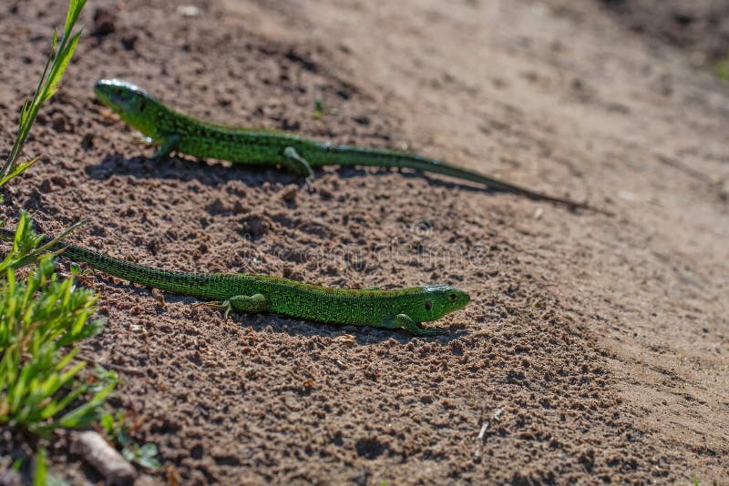 Two Bright Green Quick Lizards on the Ground Stock Photo - Image of ...