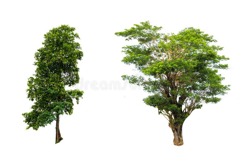 Two tall trees in isolated stock image. Image of decoration - 118298253