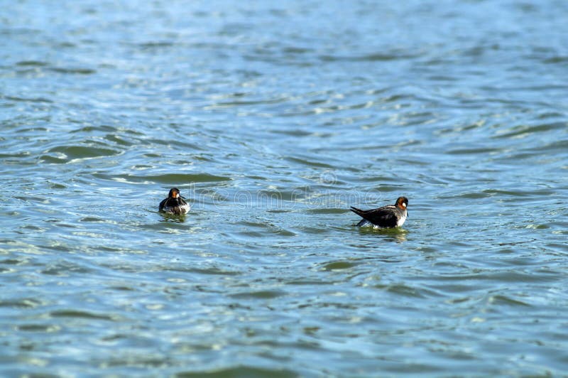 Two Bright Migratory Birds Swim Stock Image - Image of migratory ...