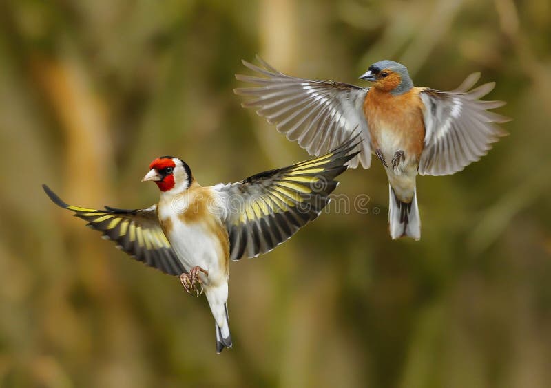Two Bright Multi-colored Finches Fly. Stock Photo - Image of beak ...
