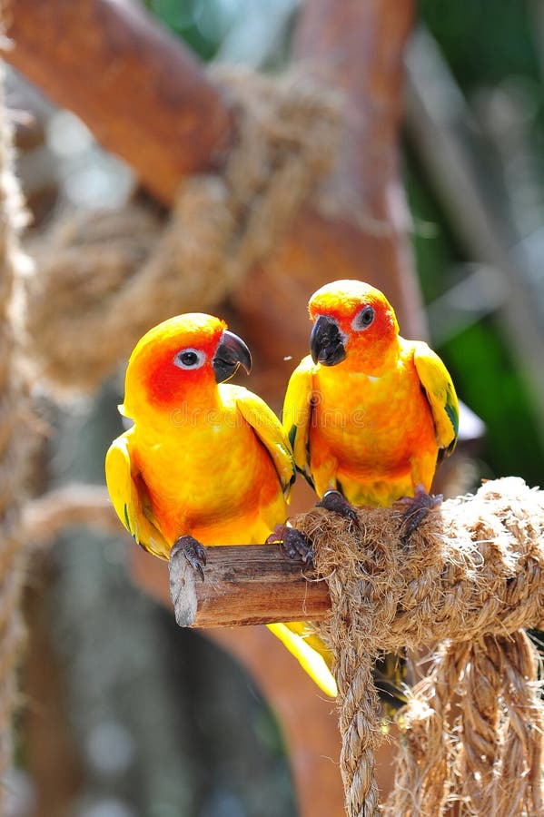 Two Bright Orange Sun Conures Stock Image - Image of bird, parrot: 22970091
