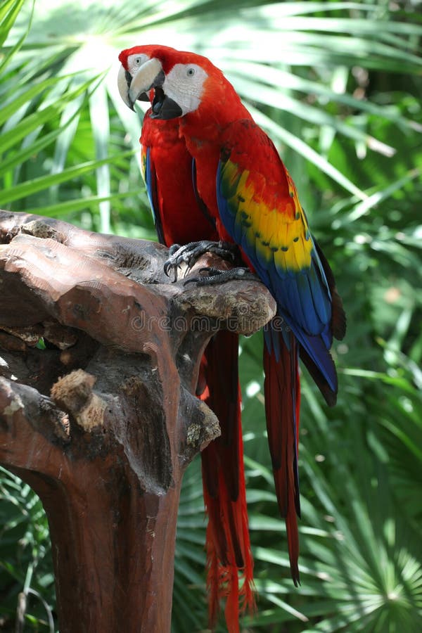 Bright parrot on branch stock photo. Image of friendship - 72785766