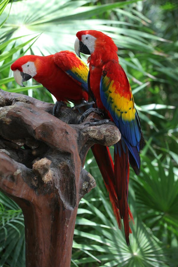 Two Bright Parrot on a Branch Stock Image - Image of nature, animal ...