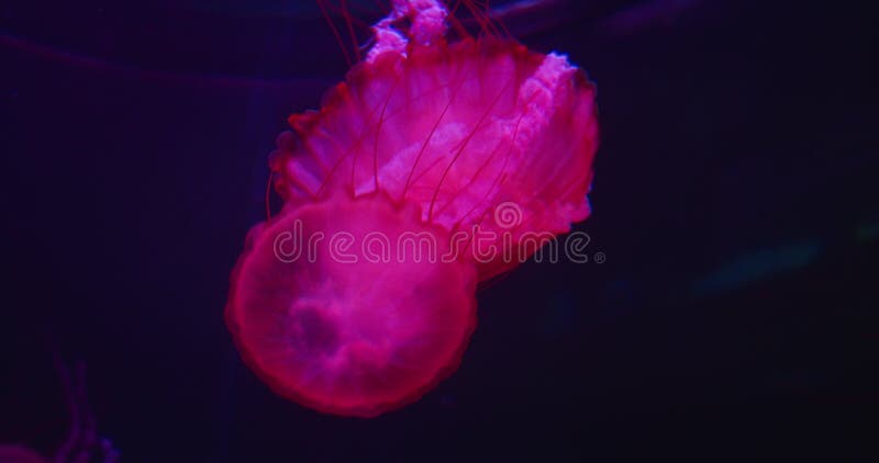 Two Bright Red Jellyfish Floating Together in the Dark Depths of the ...