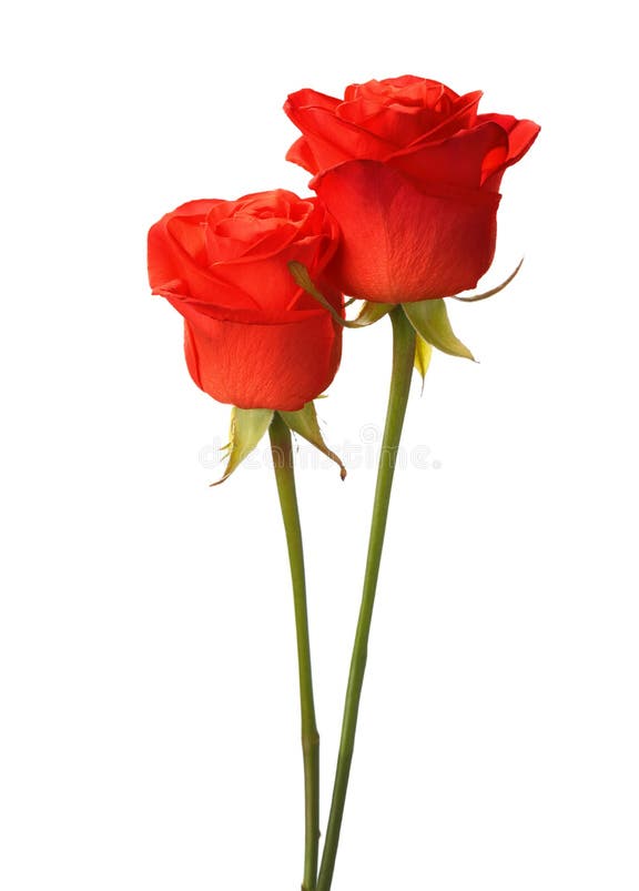 Two bright red roses. stock image. Image of isolate, color - 66311251