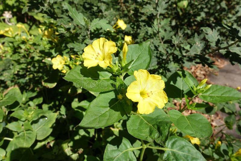 Two Yellow Flowers of Mirabilis Jalapa in September Stock Image - Image ...