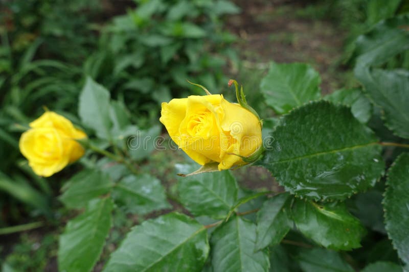 Two Yellow Flowers of Roses in May Stock Image - Image of petal, leaf ...