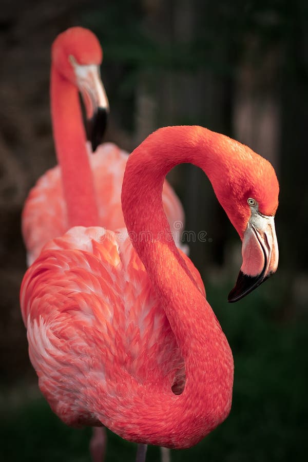 Two Brightly-colored Flamingos Standing Side-by-side in an Exotic ...