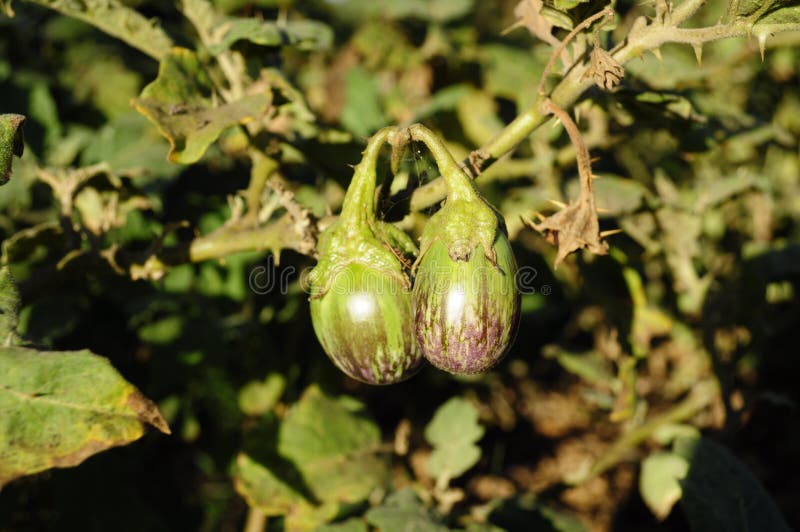 Two bringle stock photo. Image of vegetable, kitchen - 22442596
