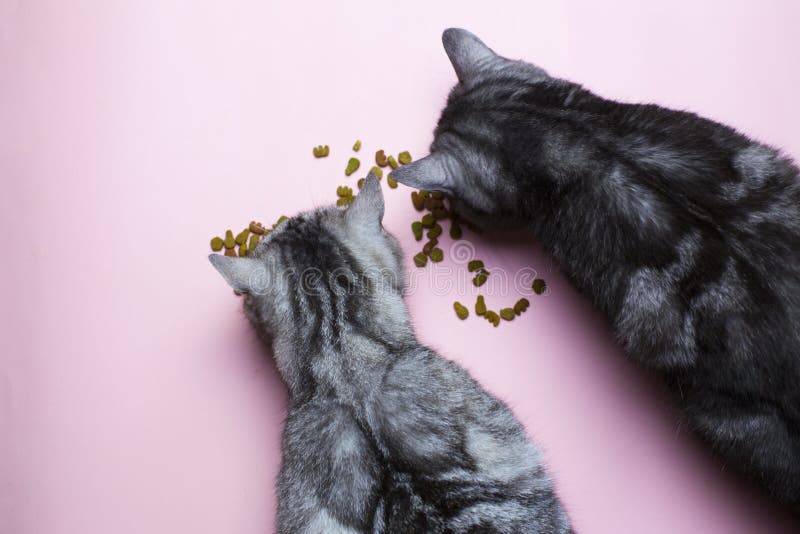 Two British Cat Eat Food. Top View Stock Image - Image of dish, animal ...