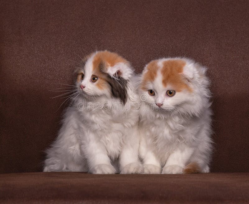 Two British Kittens.Pedigree Lop-eared Kittens. Stock Photo - Image of ...