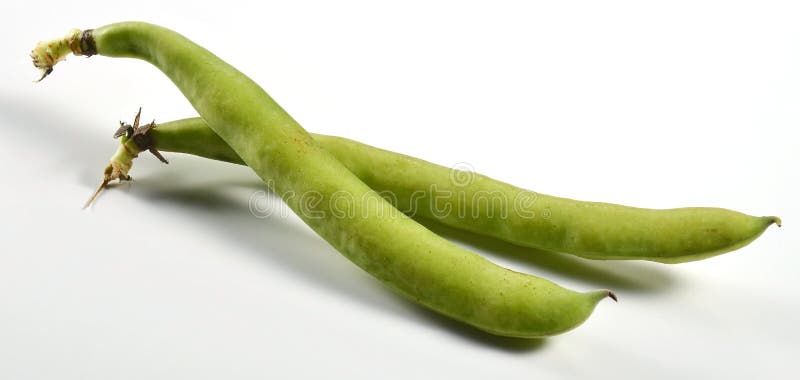Two broad bean pods stock photo. Image of white, ingredient - 77270388