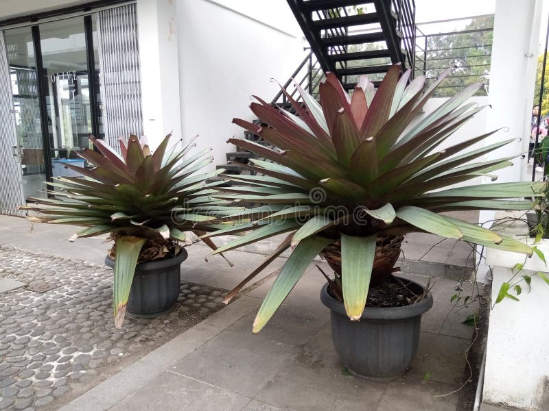 Two Bromelia Plants Grow in the Pot Stock Image - Image of grown ...