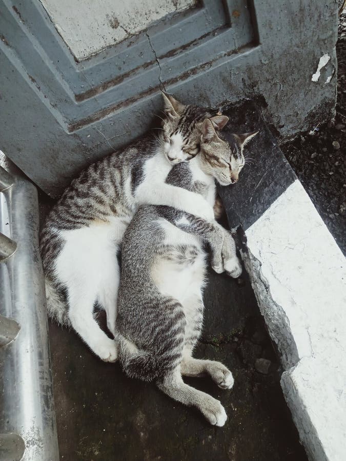 Two brother cat sleeping stock image. Image of kitten - 346895895