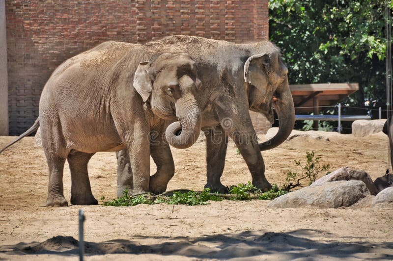 The two brothers elephants stock photo. Image of love - 92554140