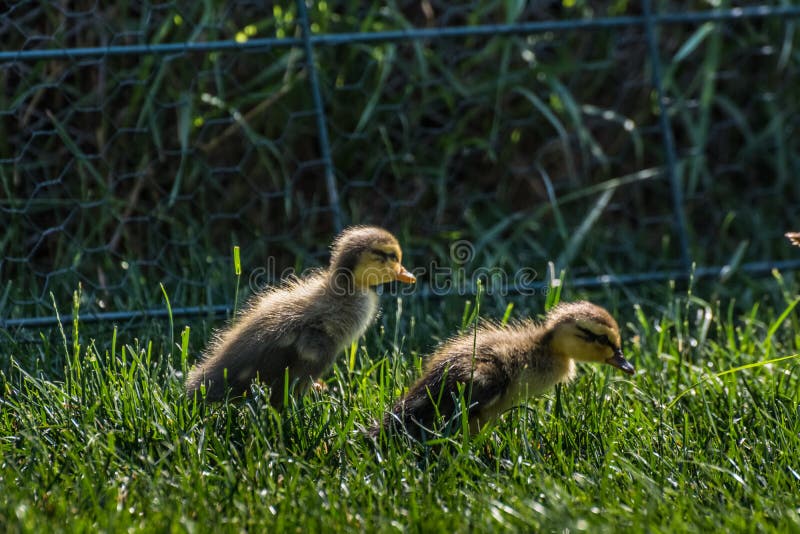 Two Brown Baby Running Ducks in Green Grass Stock Image - Image of ...