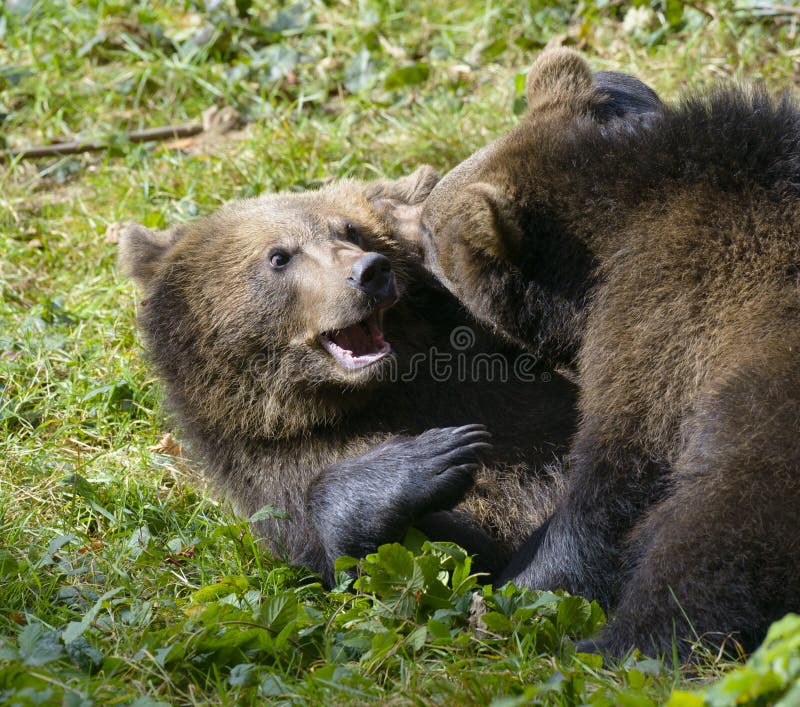 Two Brown Bear Cubs Play Fighting Stock Photo - Image of evening ...