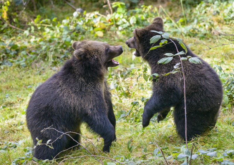Two Brown Bear Cubs Play Fighting Stock Photo - Image of brown, little ...