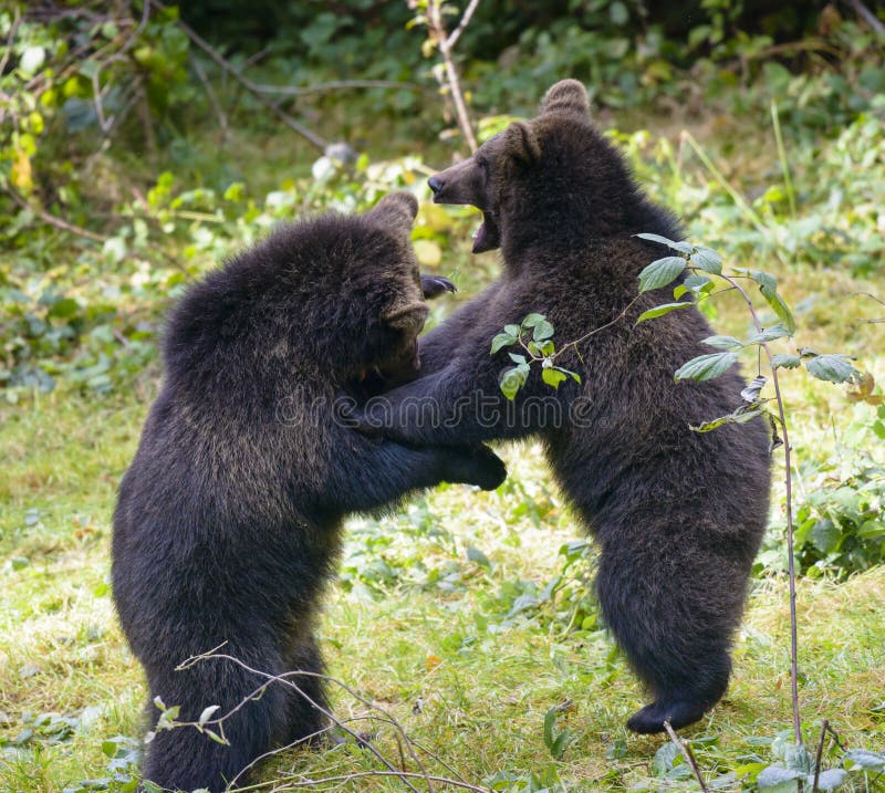 Two Brown Bear Cubs Play Fighting Stock Photo - Image of bear, nature ...