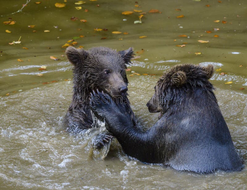 Two Brown Bear Cubs Play Fighting Stock Image - Image of cute, finnish ...