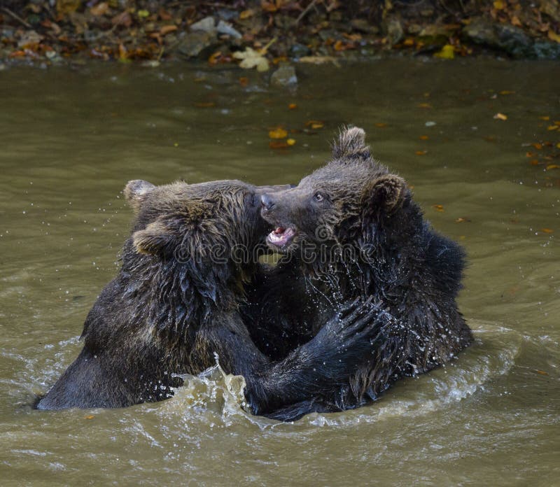 Two Brown Bear Cubs Play Fighting Stock Photo - Image of carnivore ...