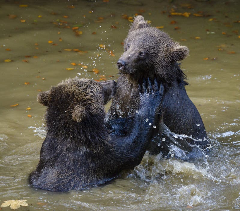 Two Brown Bear Cubs Play Fighting Stock Photo - Image of brown, baby ...
