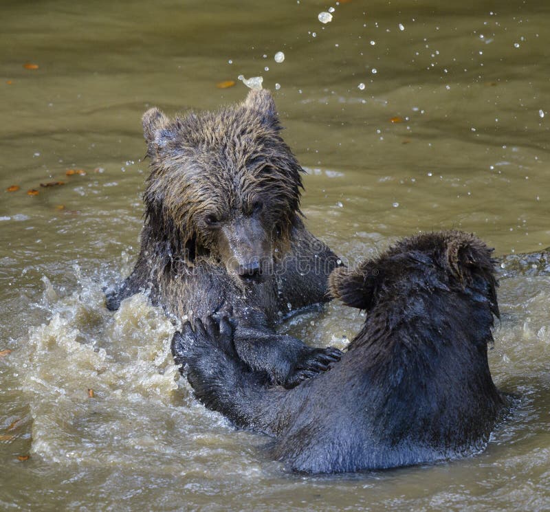 Two Brown Bear Cubs Play Fighting Stock Photo - Image of cute, small ...