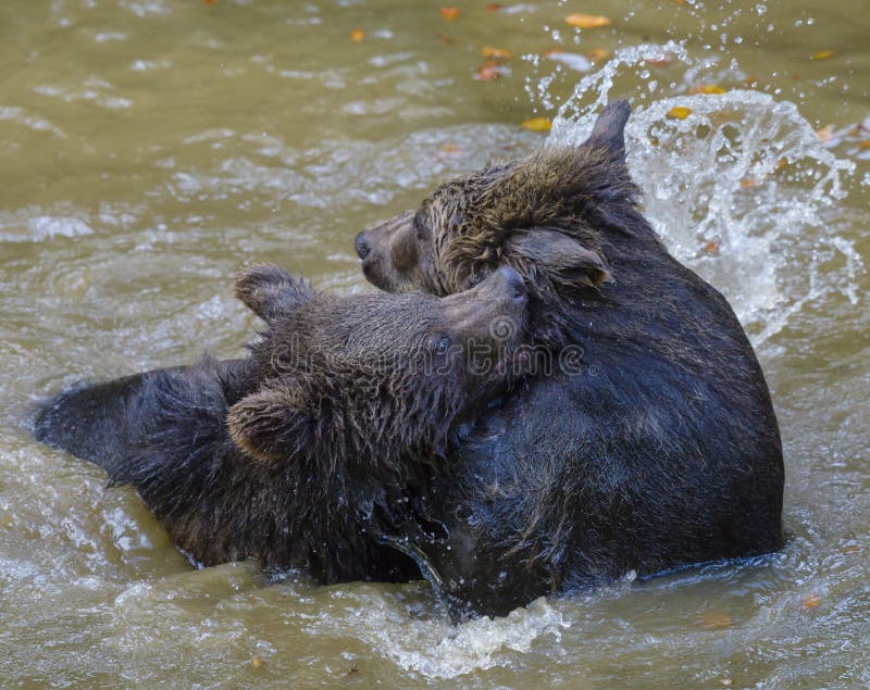 Two Brown Bear Cubs Play Fighting Stock Image - Image of finnish ...