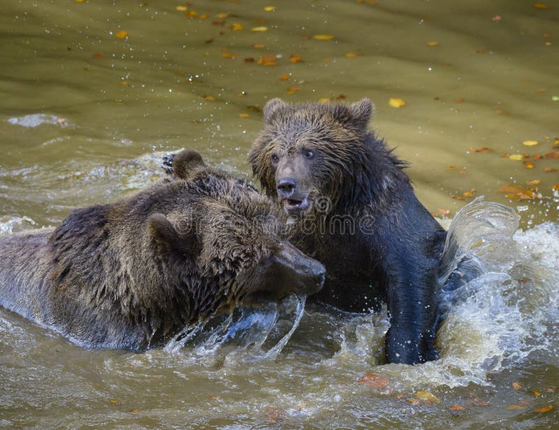 Two Brown Bear Cubs Play Fighting Stock Photo - Image of endangered ...